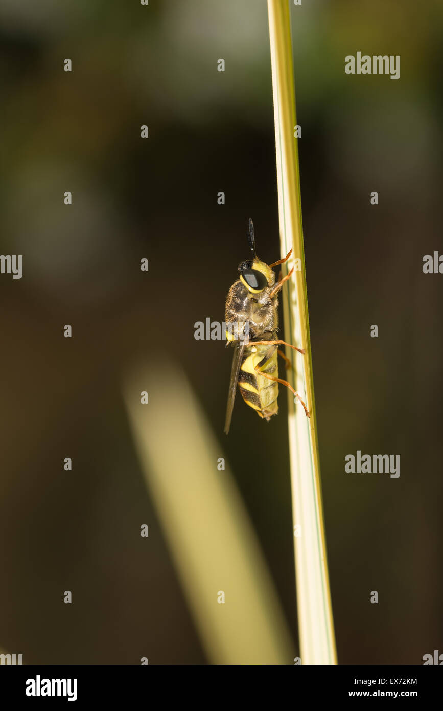 Tapered Drone Fly newly emerged Diptera hover fly from pupa often ...