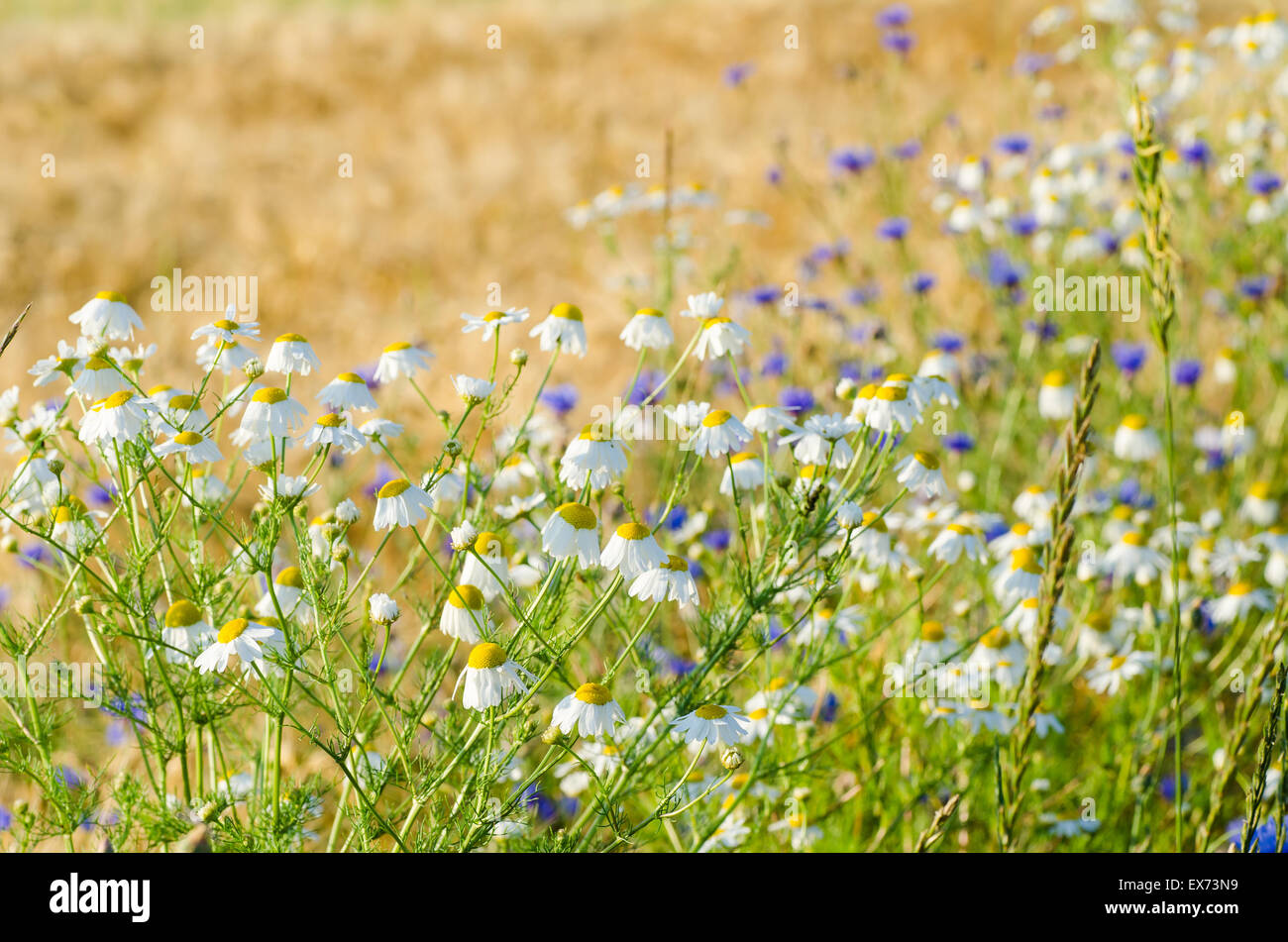 summer meadow with wild flowers Stock Photo - Alamy