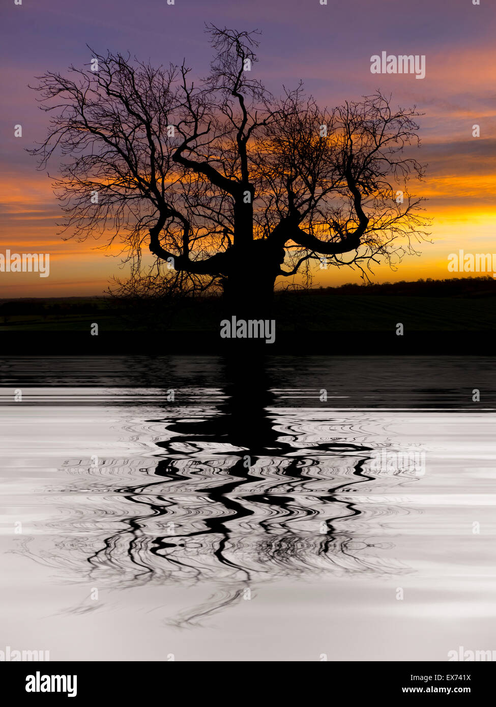 Silhouette of a tree in front of a sunset reflected in back and white ...