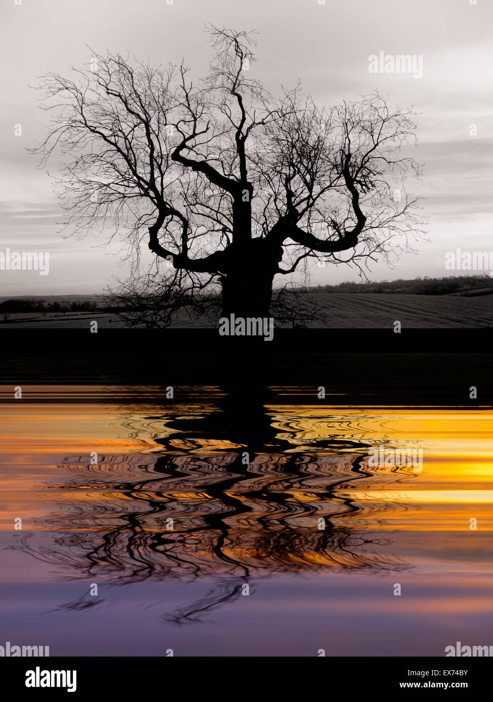 Black and white leafless tree with colour reflection of clouds and ...