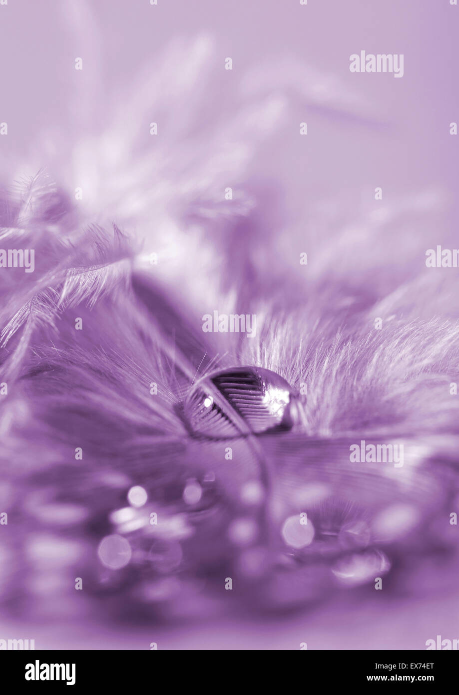 water drop on a feather Stock Photo - Alamy
