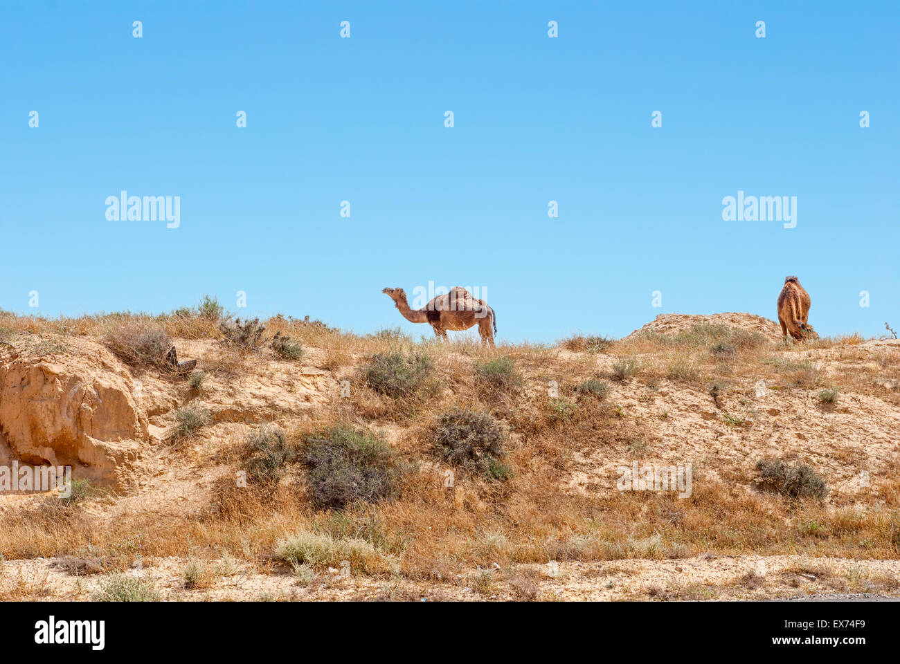 Arabian Camels. A domesticated herd of Arabian Camels graze at the ...