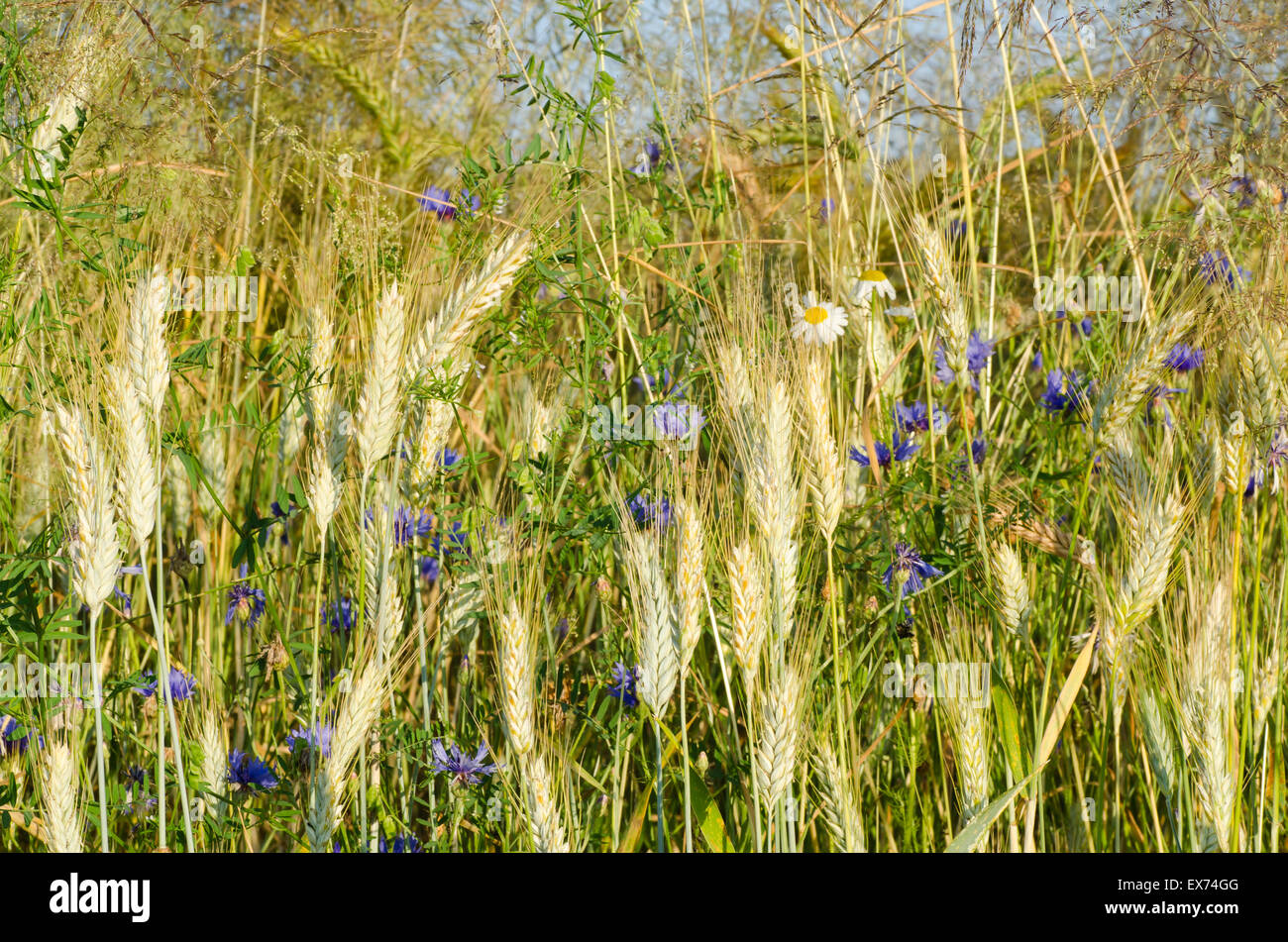 field of wheat with wild flowers Stock Photo - Alamy
