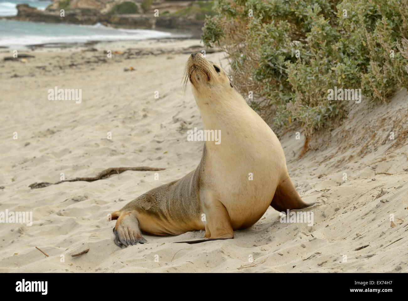 Australian Sea-Lion Neophoca cinerea Endangered species, Photographed ...