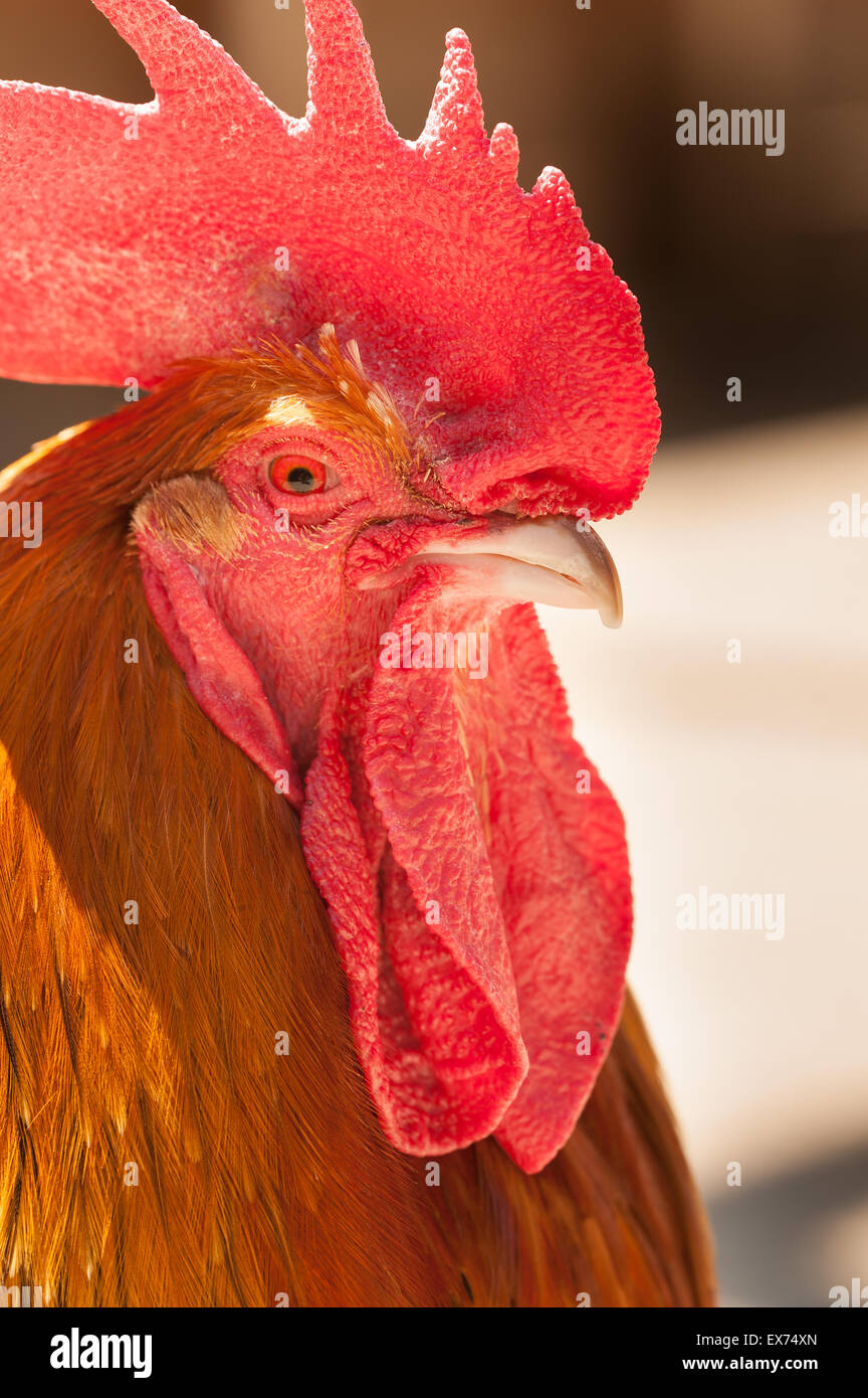 old male cockerel New Hampshire breed of chicken a rich chestnut red ...