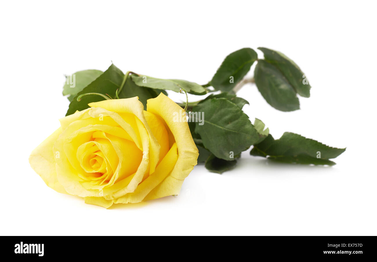 Fresh yellow rose isolated Stock Photo - Alamy