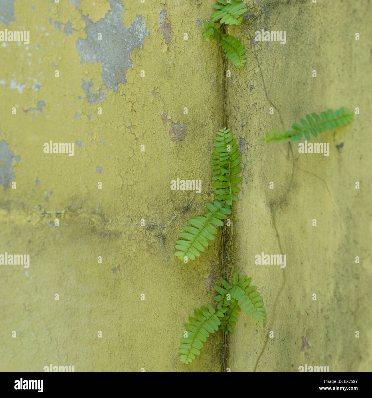 A green fern grows up the side of the exterior of a concrete corner ...