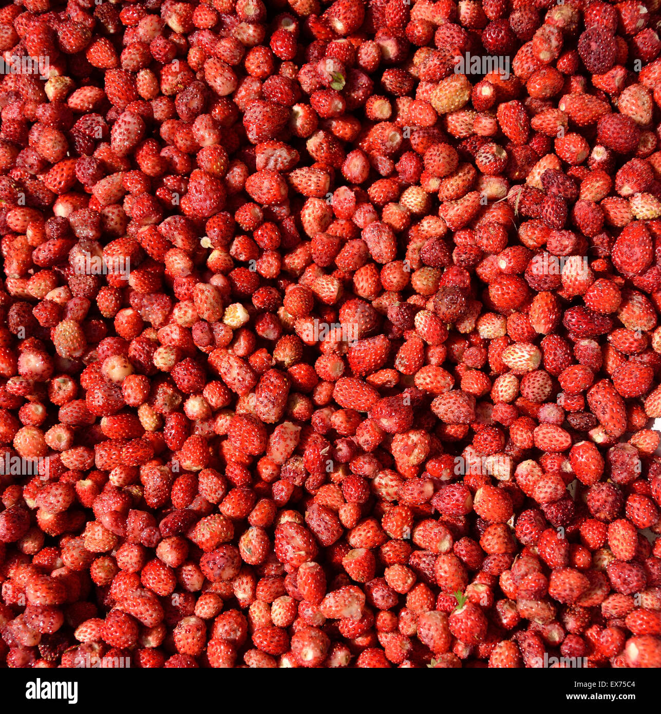 Strawberries wild domestic hi-res stock photography and images - Alamy