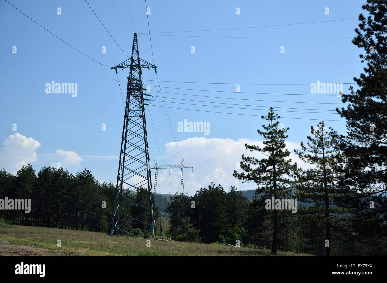 Power lines among pine trees beneath blue sky Stock Photo - Alamy