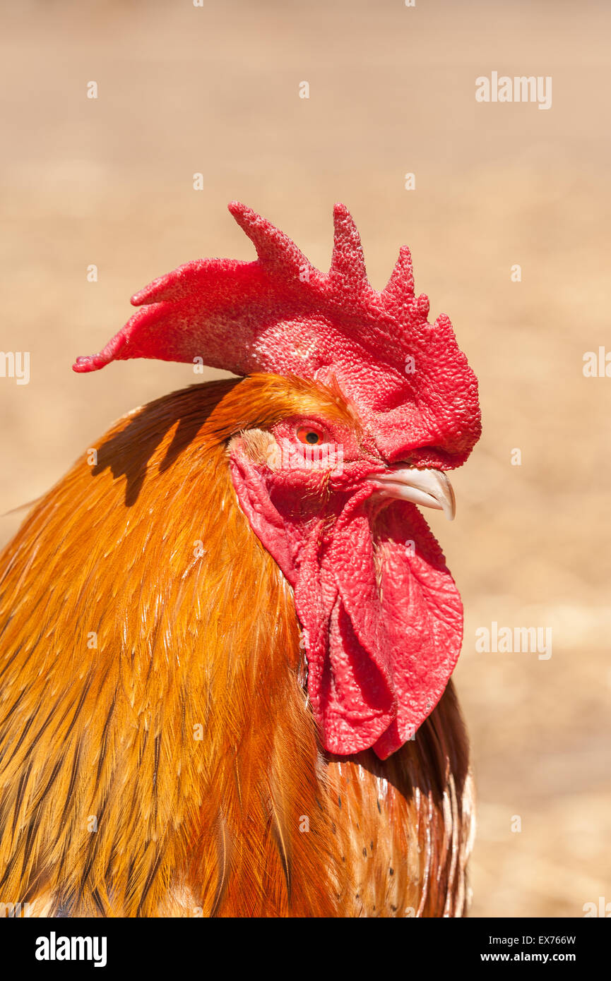 old male cockerel New Hampshire breed of chicken a rich chestnut red ...