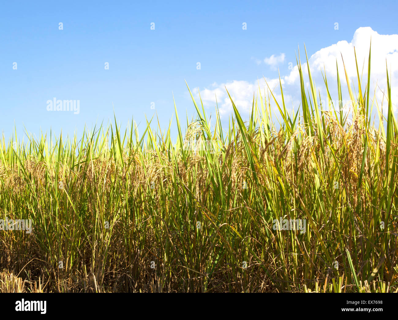 Rice fields in Thailand Asian food naturally Stock Photo - Alamy