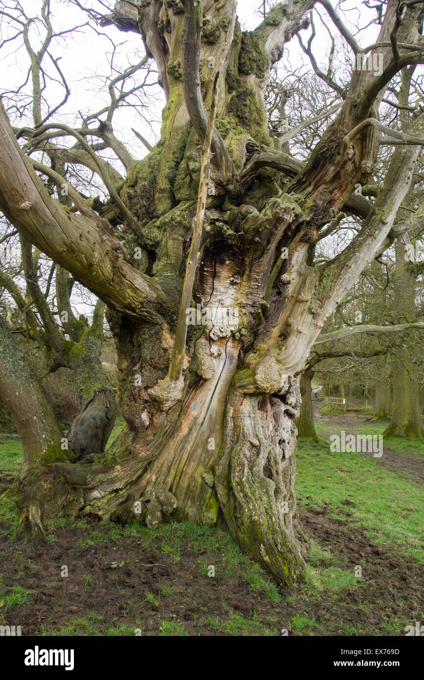 Ancient Sweet Chestnut trees (Castanea sativa) at Croft Castle in ...