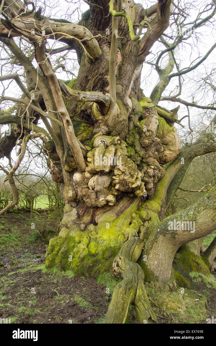 Croft castle herefordshire tree hi-res stock photography and images - Alamy