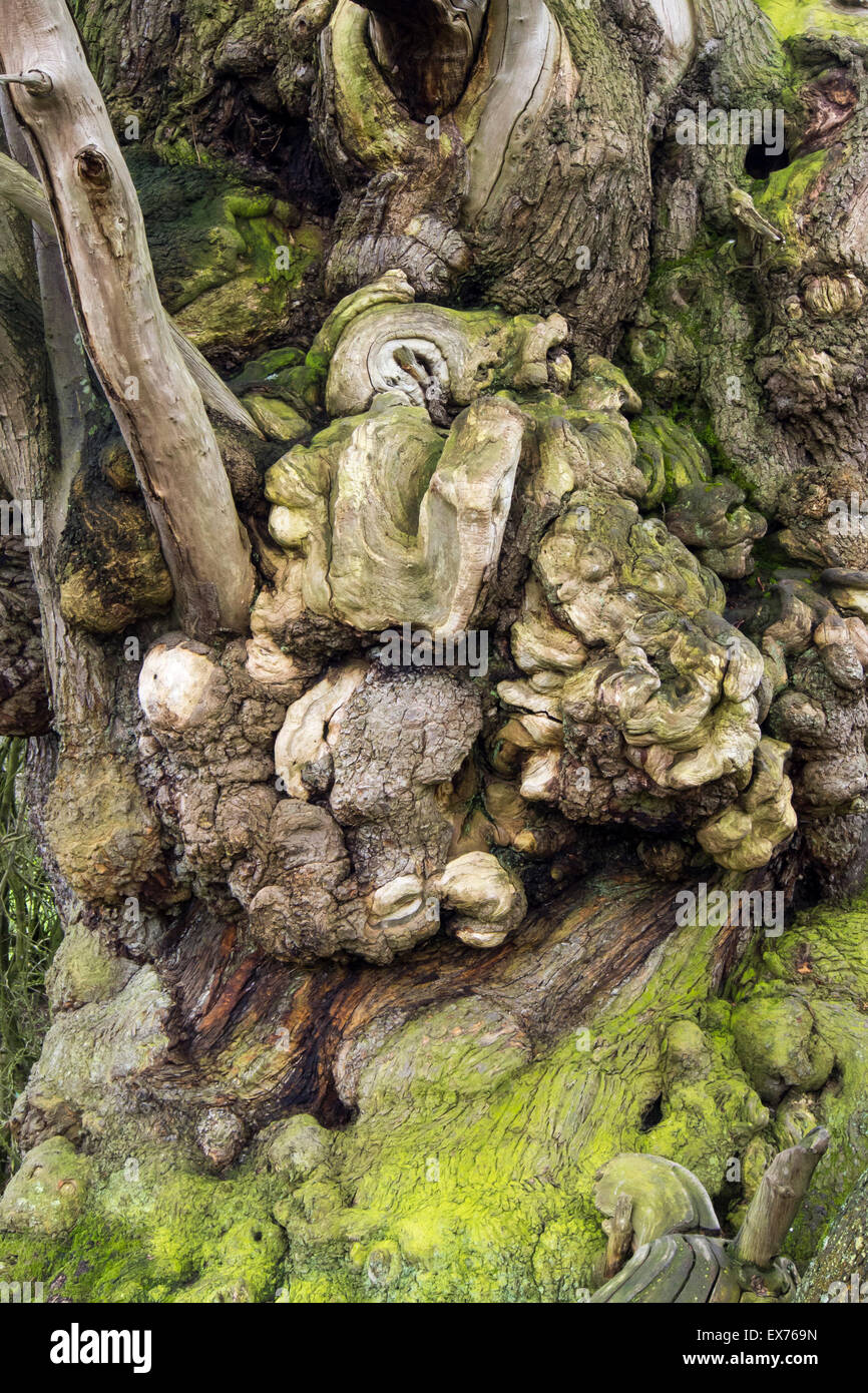 Ancient Sweet Chestnut trees (Castanea sativa) at Croft Castle in ...