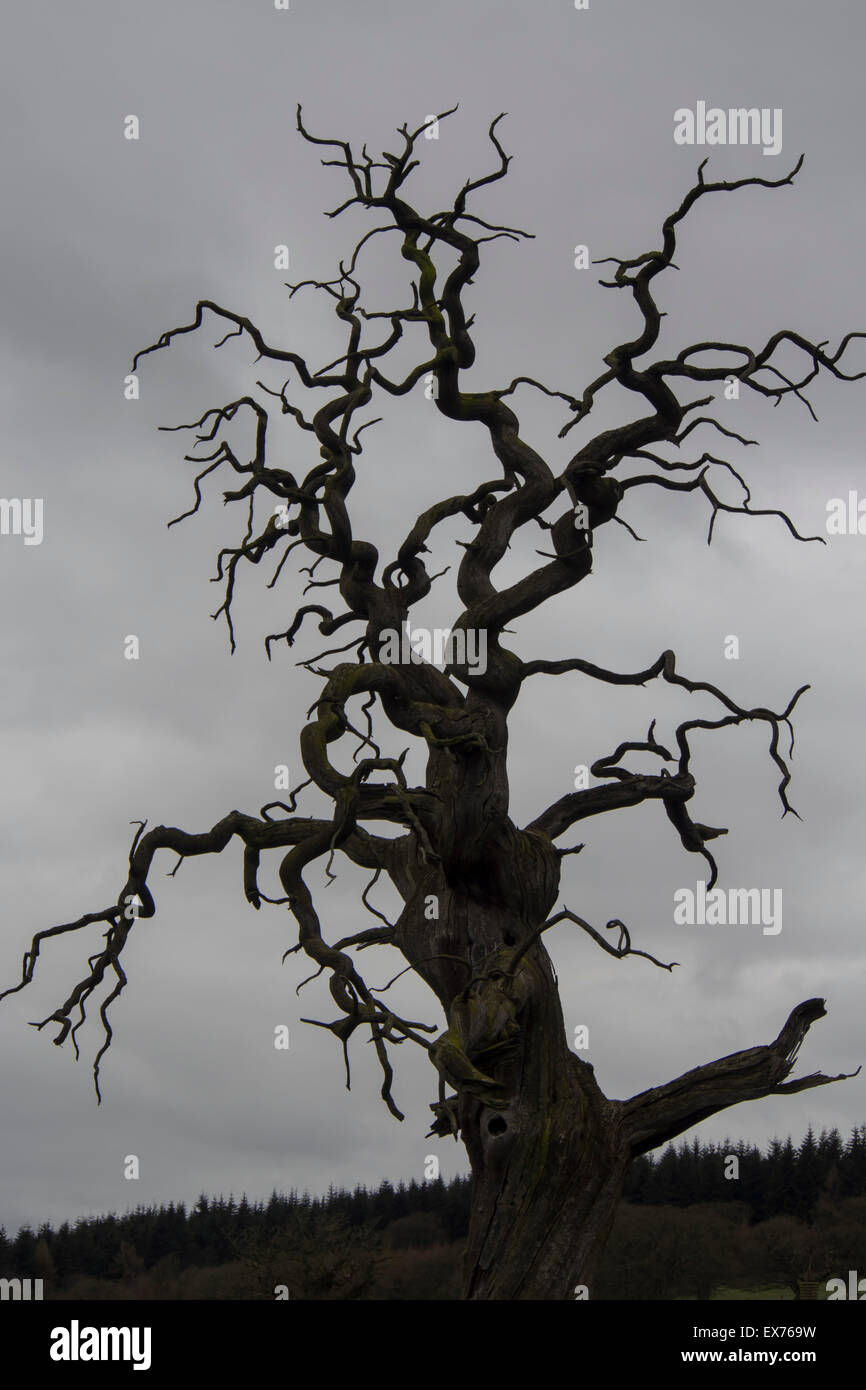 Ancient Sweet Chestnut trees (Castanea sativa) at Croft Castle in ...