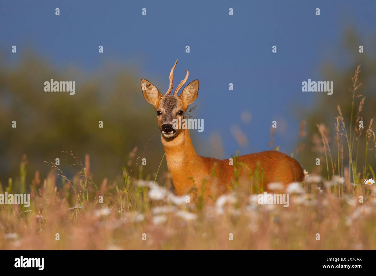 Roe deer (Capreolus capreolus) roebuck with deformed antlers in meadow ...