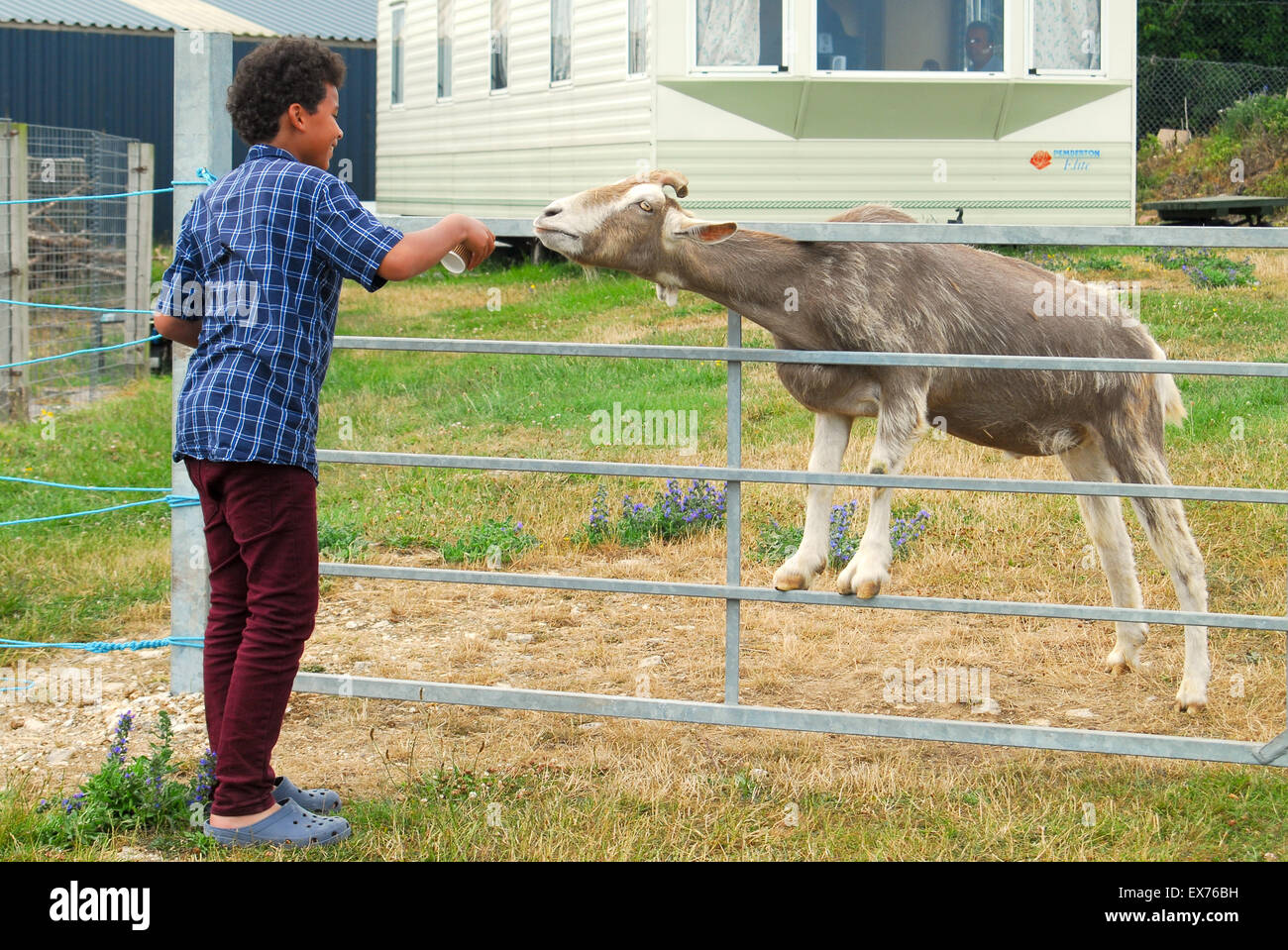 Boy feeds Archie, the supersized goat, at Fancy's Farm, Isle Of ...