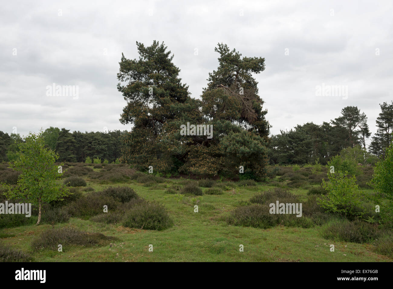 Sutton Heath Suffolk England Stock Photo - Alamy