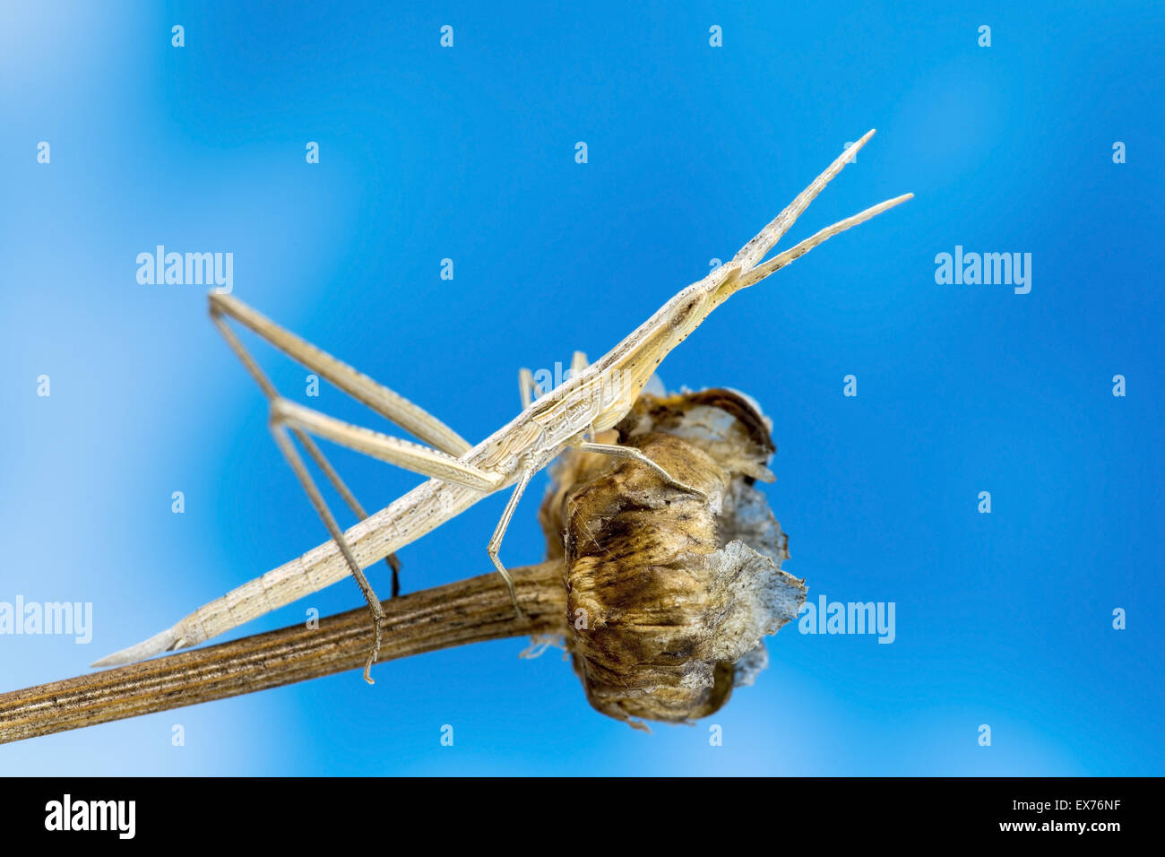 Mediterranean slant faced grasshopper Stock Photo - Alamy