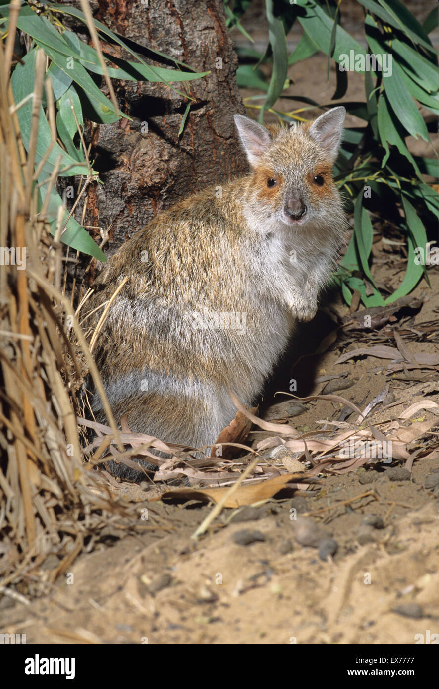 Spectacled Hare-Wallaby Lagorchestes conspicilatus Photographed in ...