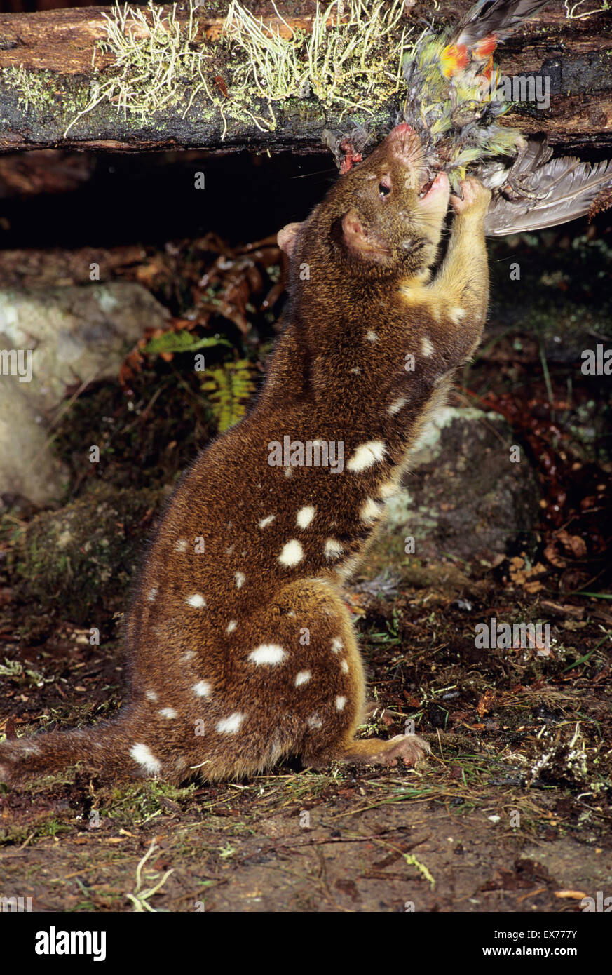 Quoll pouch hi-res stock photography and images - Alamy
