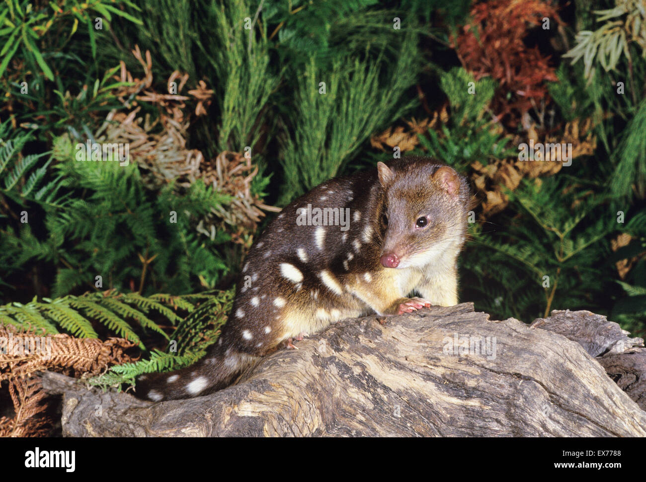 Quoll pouch hi-res stock photography and images - Alamy