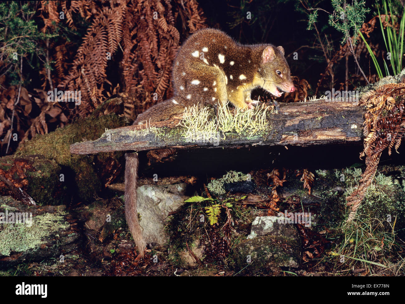 Spotted-tailed Quoll Dasyurus maculatus Photographed in Tasmania ...