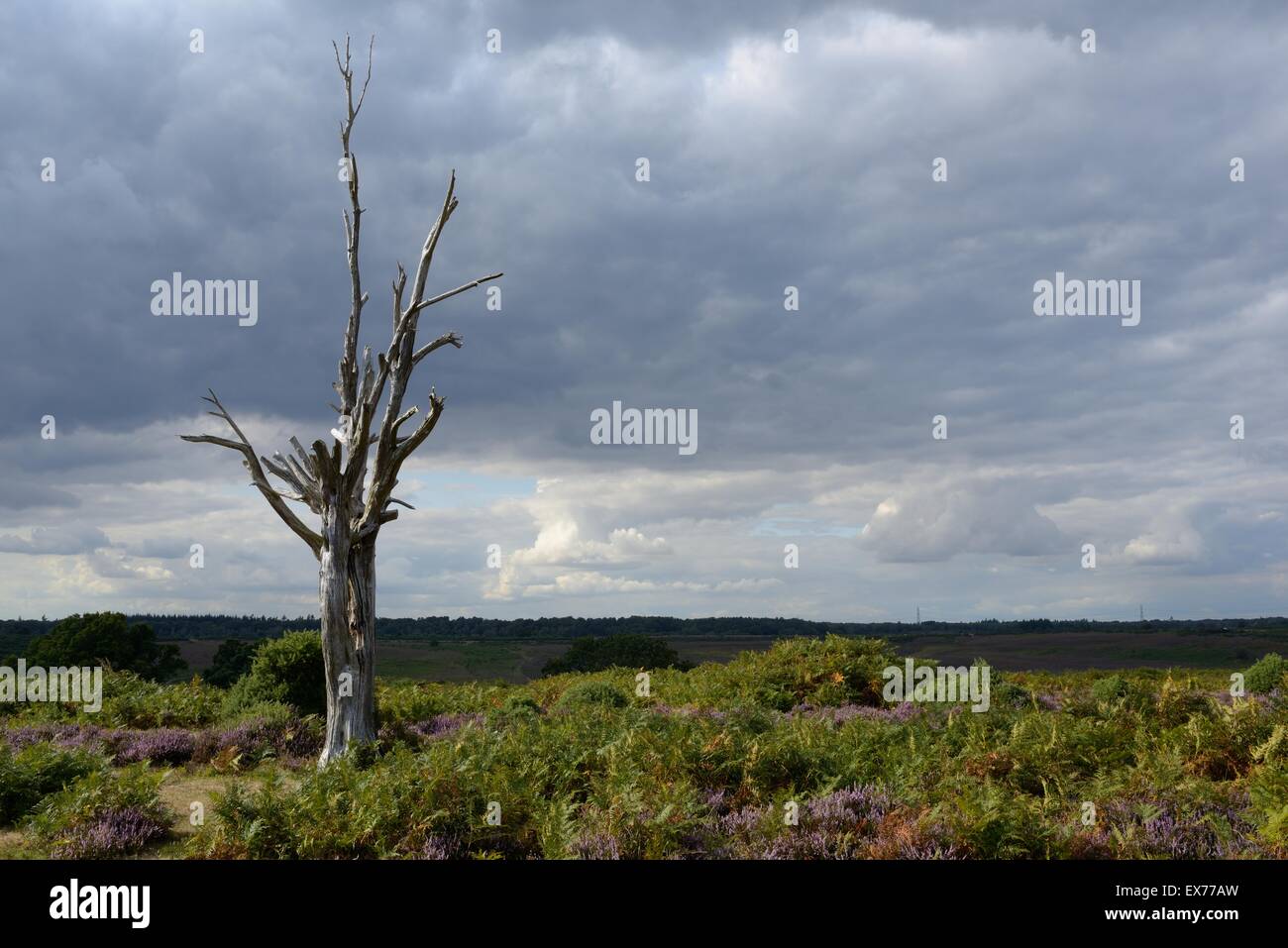 Finger pointing to tree hi-res stock photography and images - Alamy
