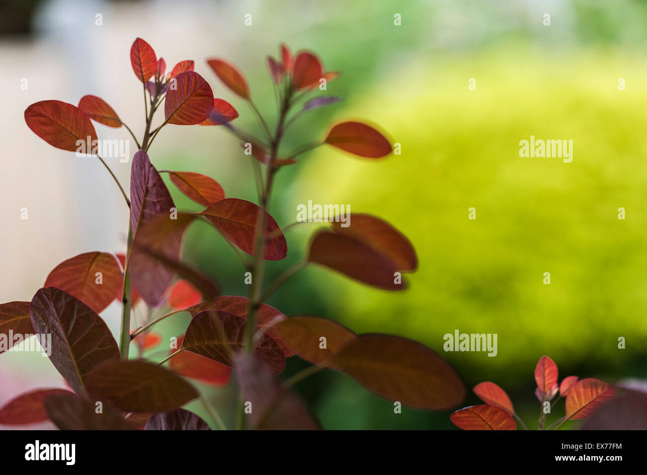 Cotinus coggyria 'Royal Purple' Smoke Bush Stock Photo - Alamy