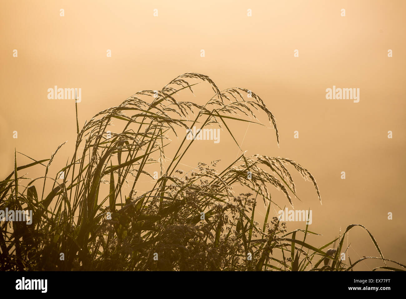 Morning dew in backlight hi-res stock photography and images - Alamy