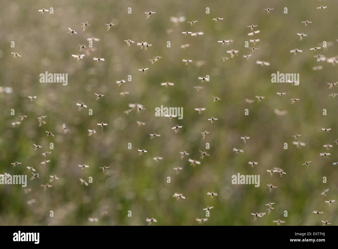 A swarm of flying mosquitoes Stock Photo - Alamy