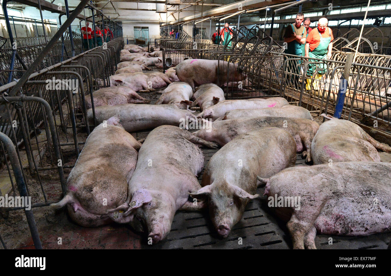 Pig farming stalls hi-res stock photography and images - Alamy