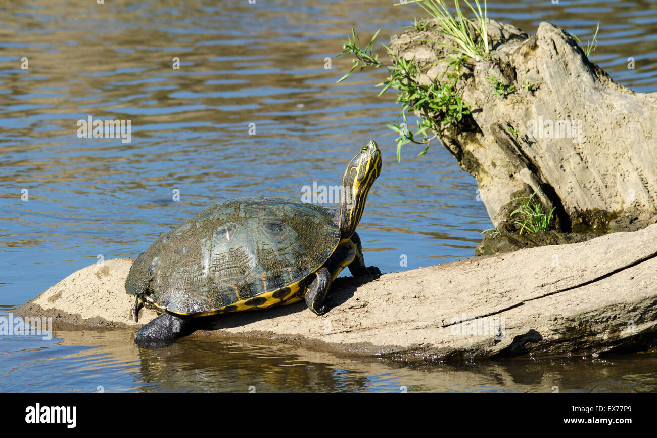 Red Eared Terrapin (Trachemys scripta elegans Stock Photo - Alamy