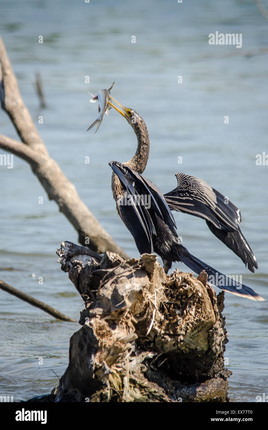 Cormorant anhinga hi-res stock photography and images - Alamy