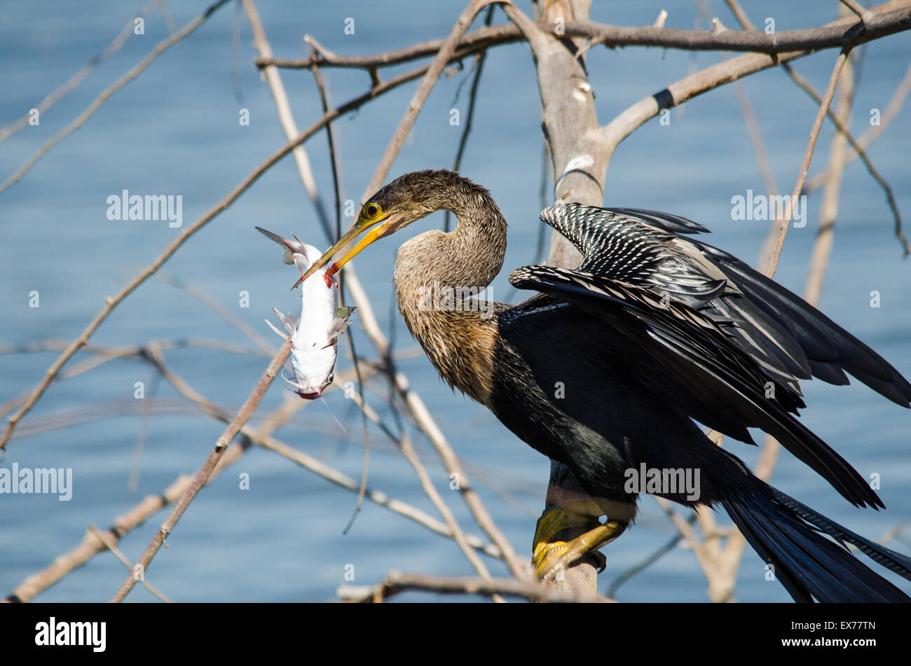 Anhinga with fish (Anhinga anhinga), Costa Rica Stock Photo - Alamy