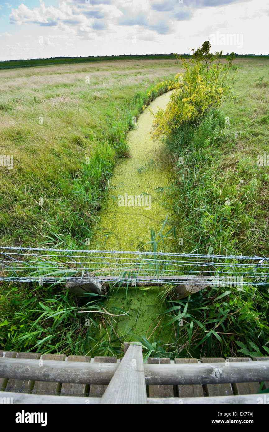 Ditch weed hi-res stock photography and images - Alamy