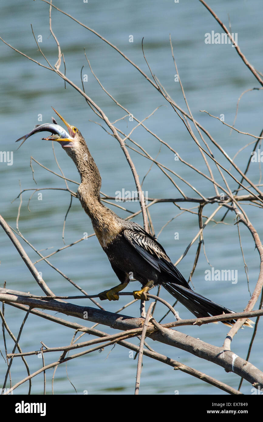 Anhinga with fish (Anhinga anhinga), Costa Rica Stock Photo - Alamy
