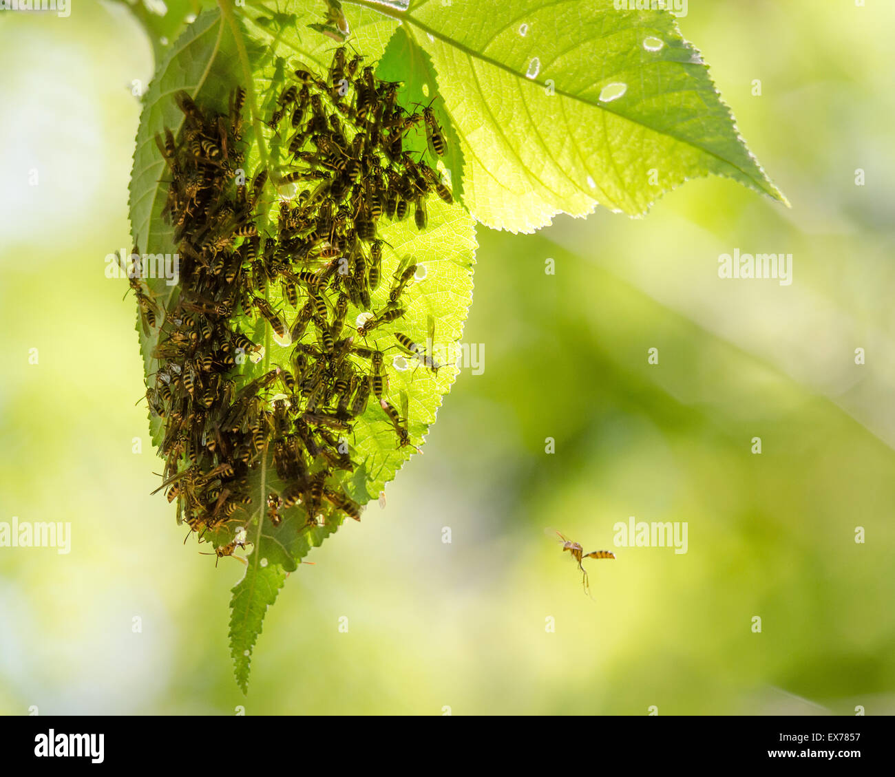 Adult wasps hi-res stock photography and images - Alamy