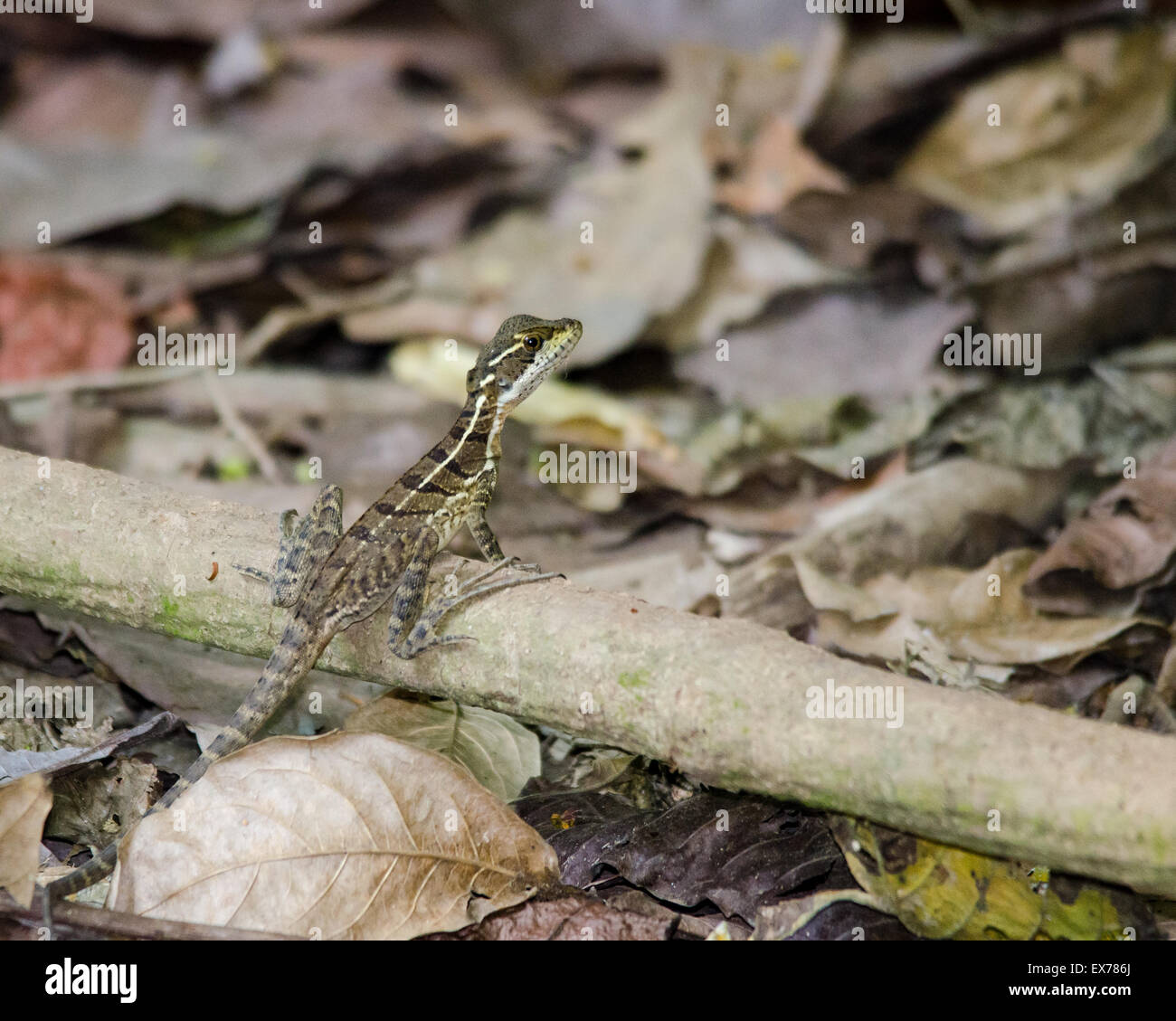 Basilisk lizard hi-res stock photography and images - Alamy