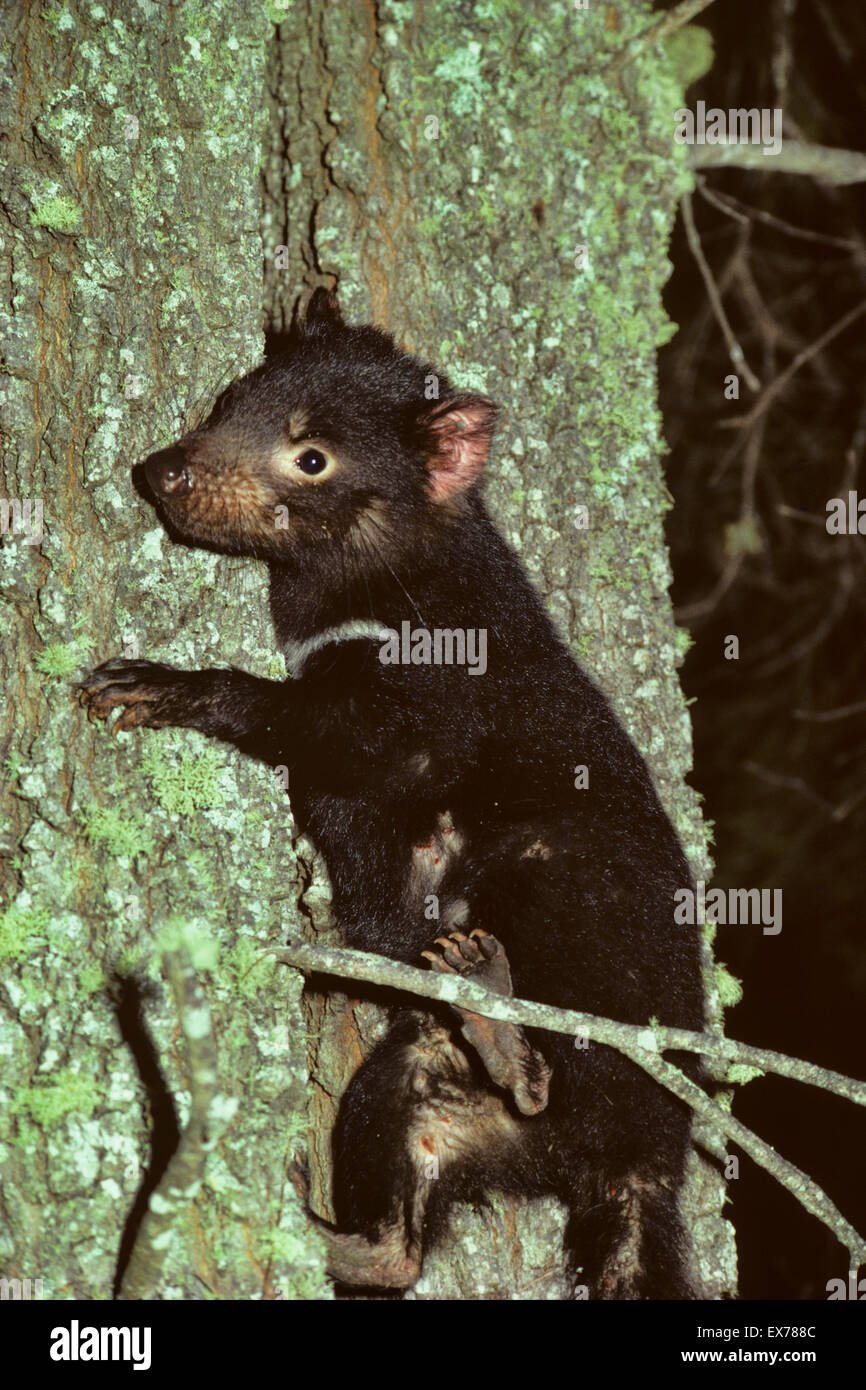 Tasmanian Devil Sarchophilus harrisii Endangered species, young ...
