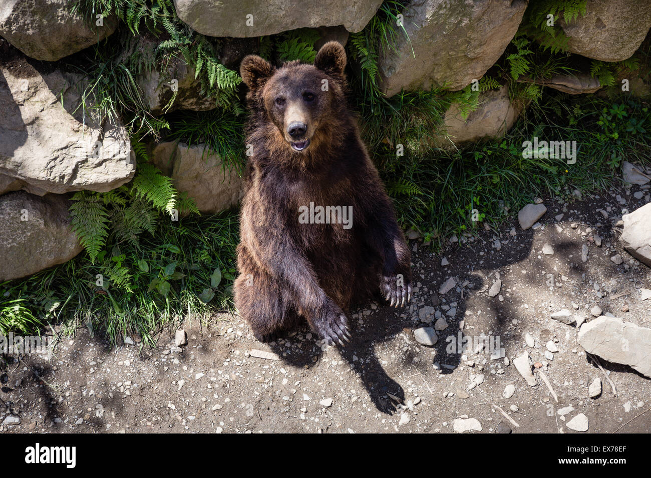 Bear staring and sitting Stock Photo - Alamy