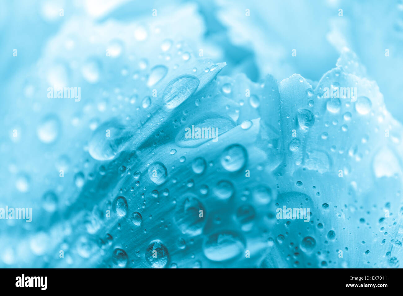 Cyanotype rose hi-res stock photography and images - Alamy