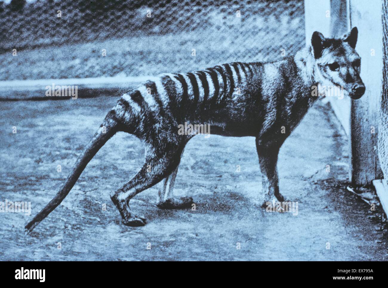 Tasmanian Tiger Stock Photos & Tasmanian Tiger Stock Images - Alamy