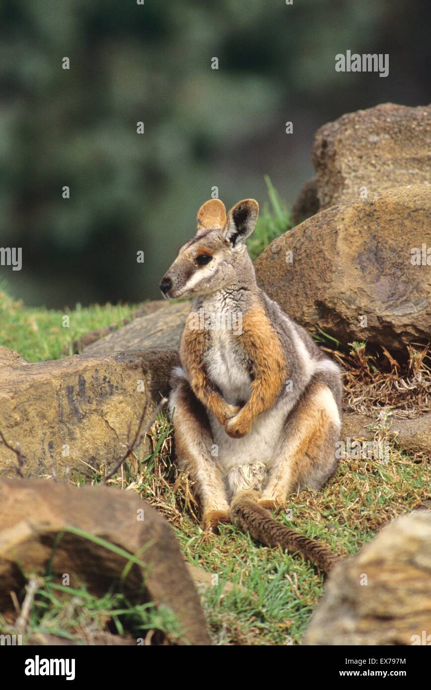 Yellow-footed Rock-Wallaby Petrogale xanthopus Photographed in the ...