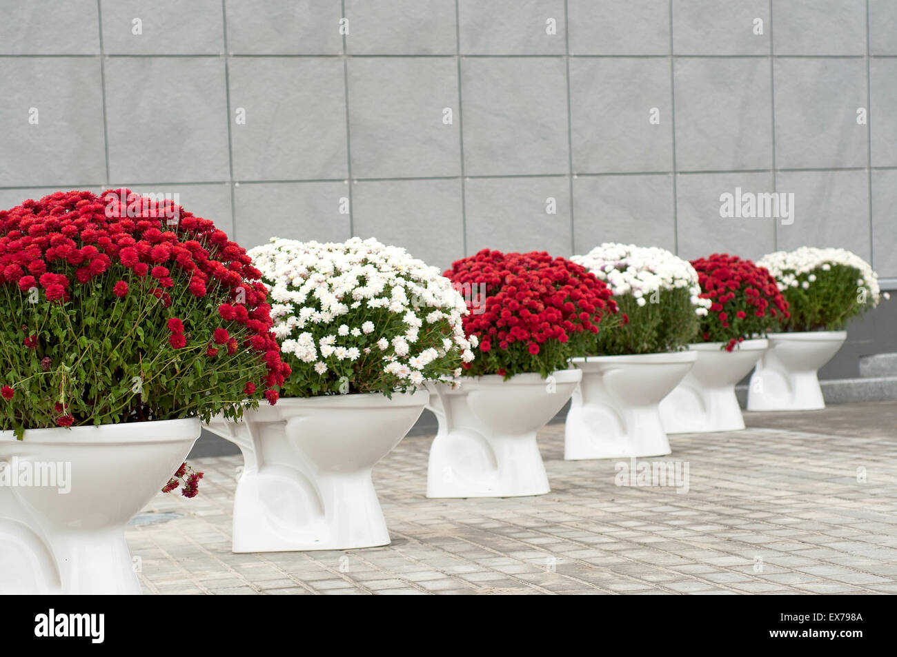 Toilet bowl flowers hi-res stock photography and images - Alamy
