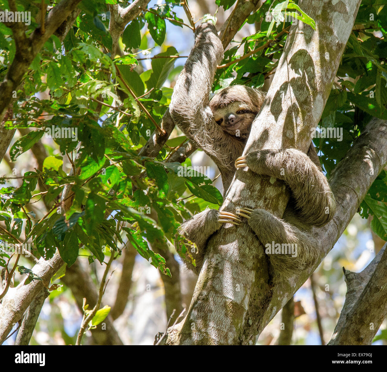 Three Toad Sloth, (Bradypus), Costa Rica Stock Photo - Alamy