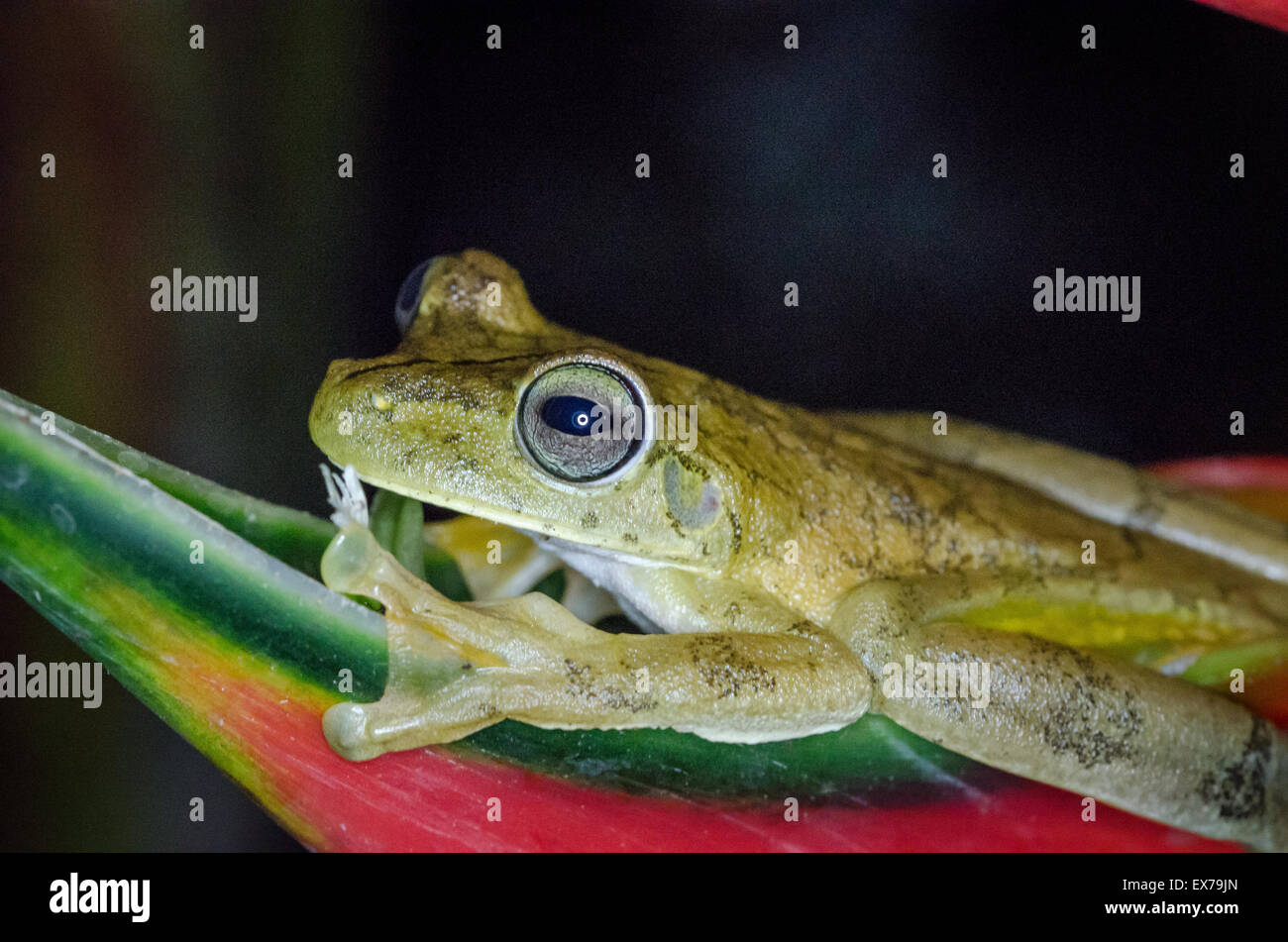 Nigh time forest hi-res stock photography and images - Alamy