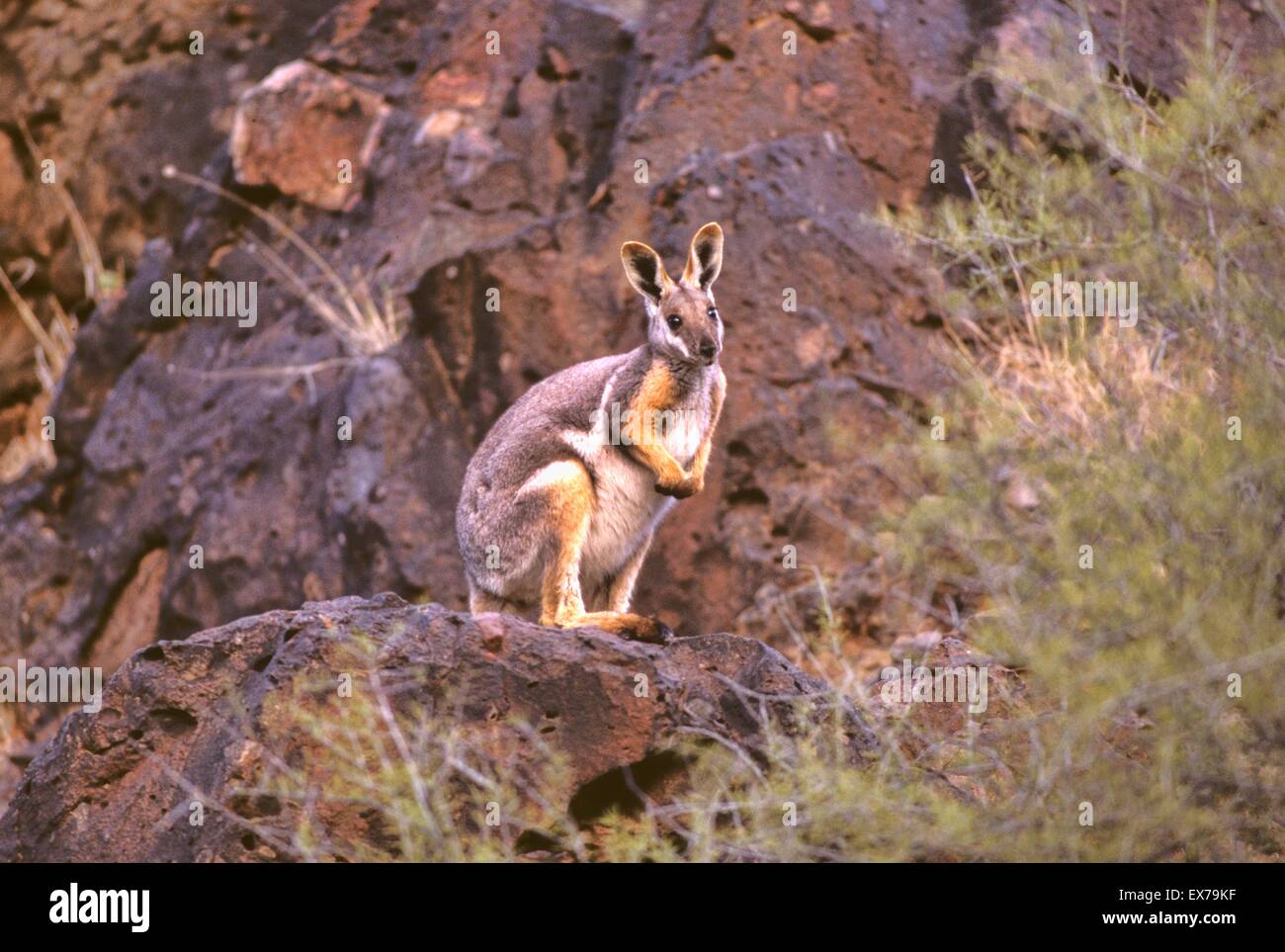 Yellow-footed Rock-Wallaby Petrogale xanthopus Photographed in the ...