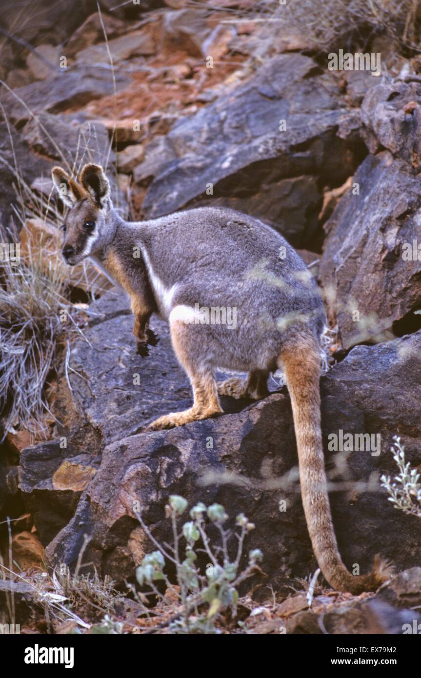 Yellow-footed Rock-Wallaby Petrogale xanthopus Photographed in The ...
