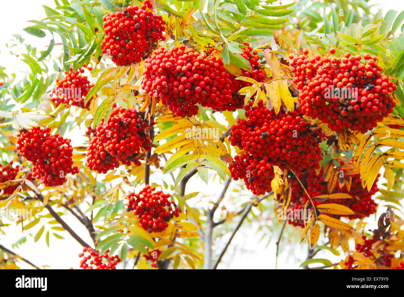 Naturally red hi-res stock photography and images - Alamy